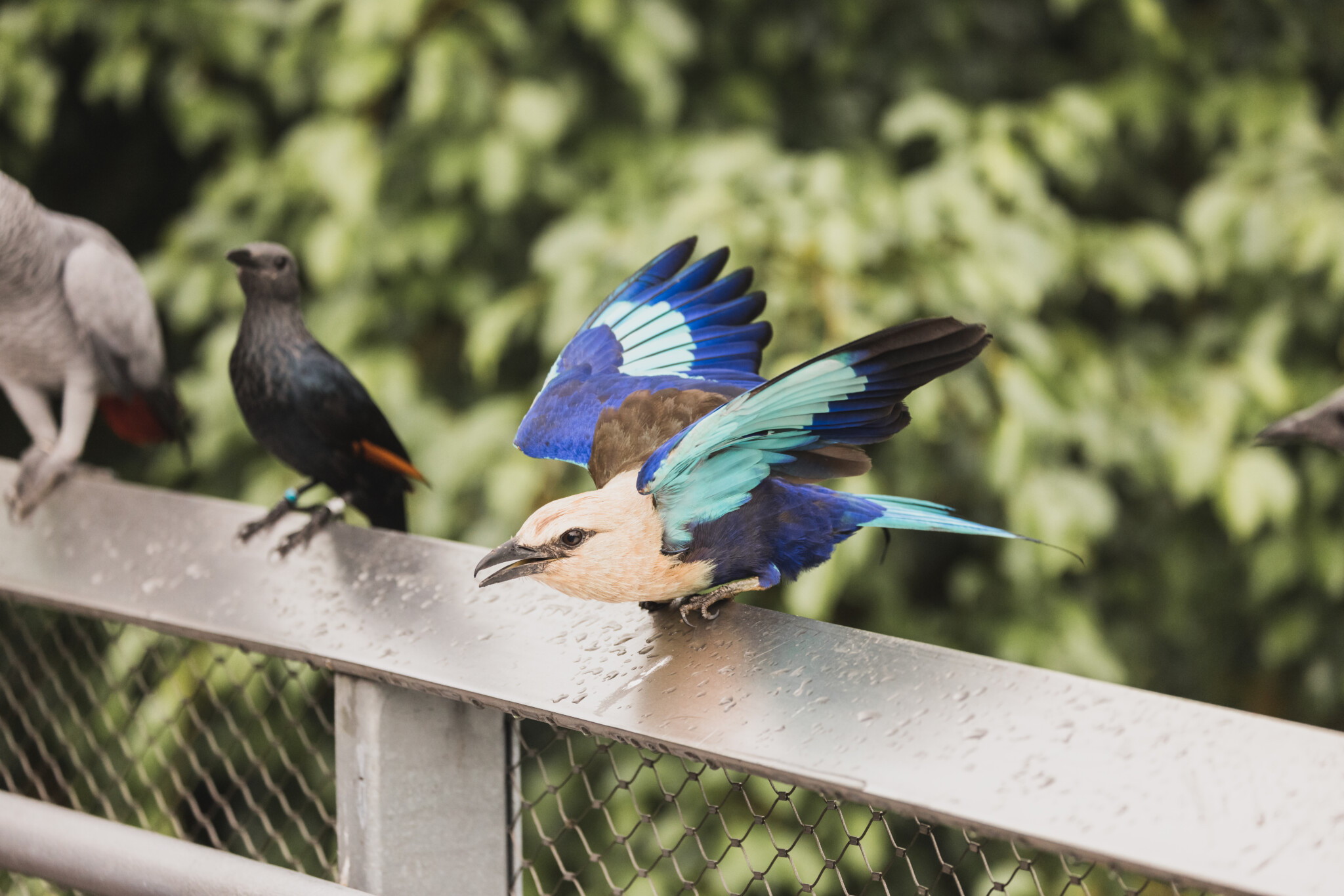 First Look at Bird Paradise: Highlights from Singapore's new bird park