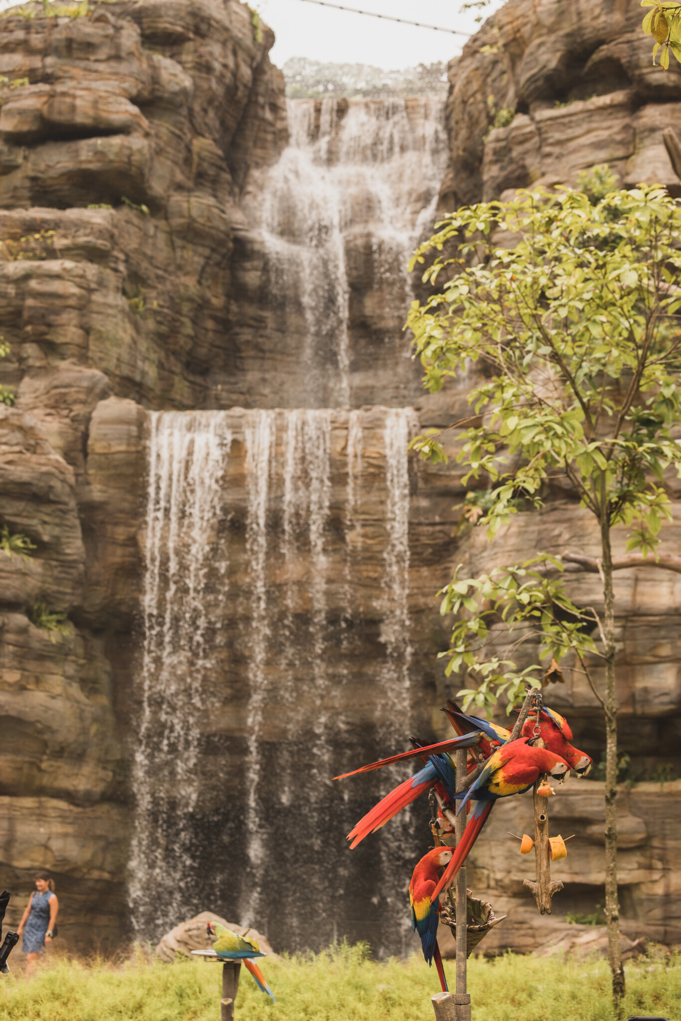 First Look at Bird Paradise: Highlights from Singapore's new bird park